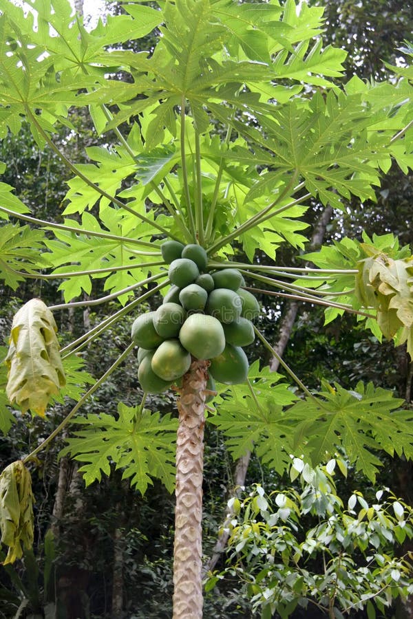 Papaya-Baum im Garten stockfoto. Bild von errichtet - 158857284