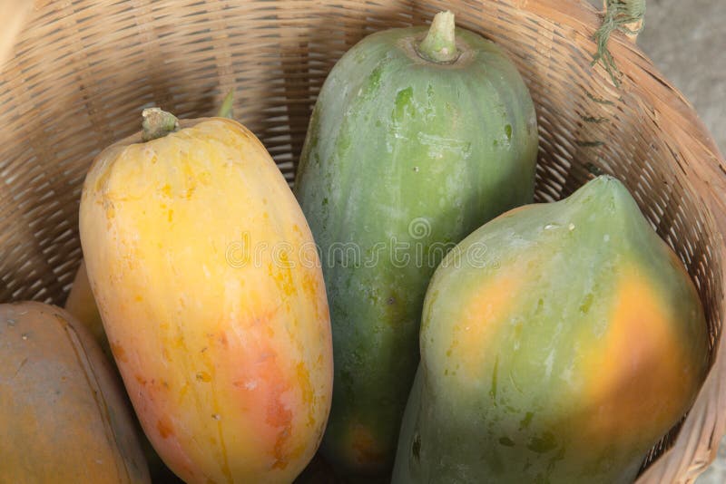 Papayas are in a basket. stock photo. Image of basket - 87739786