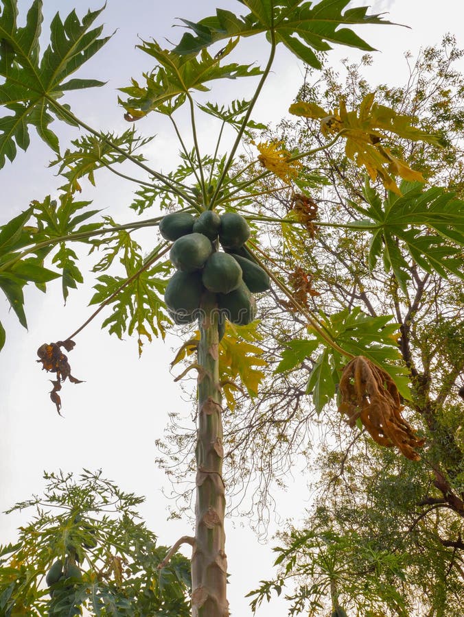 180 Papayas Trunk Papaya Tree Photos - Free & Royalty-Free Stock Photos ...
