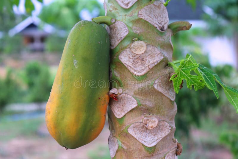 Papaya in the Garden is Ripe. Stock Image - Image of bunch, diet: 203797975