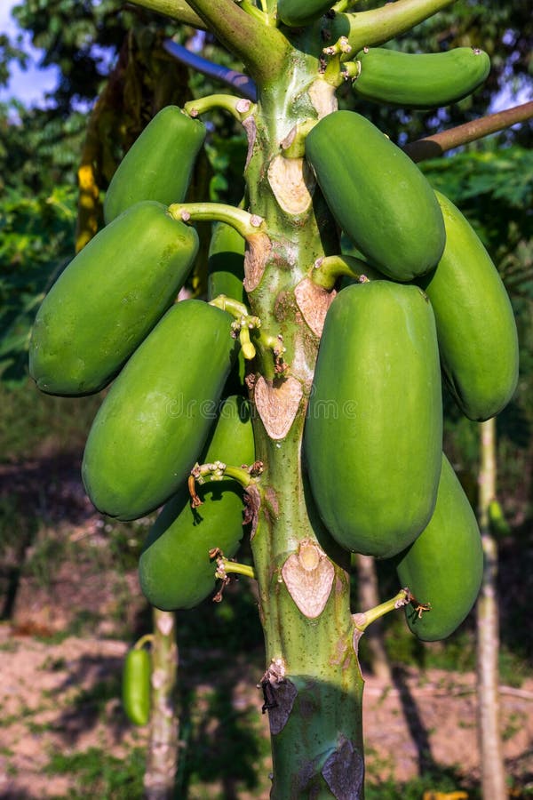 Papayas On The Trunk Of A Papaya Tree Stock Photo - Image of farm ...
