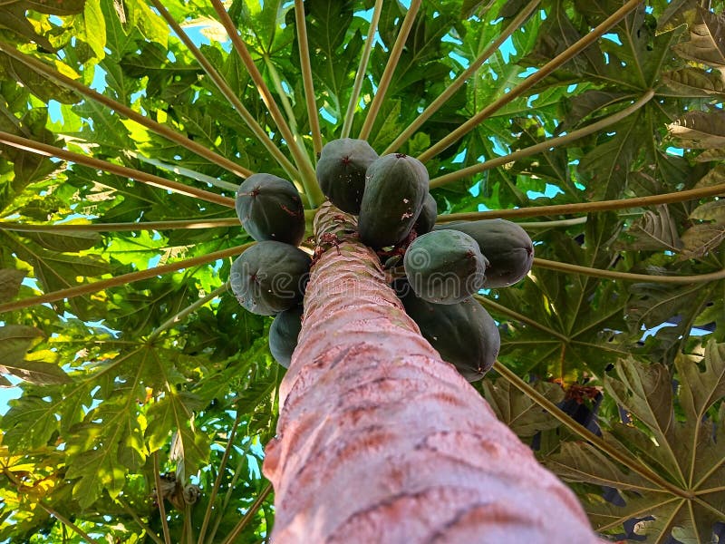 Papayas Tree with Green Color Stock Image - Image of food, nature ...