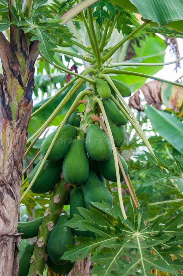 Culture De Papaye En Serres Chaudes. Image stock - Image du papaye ...