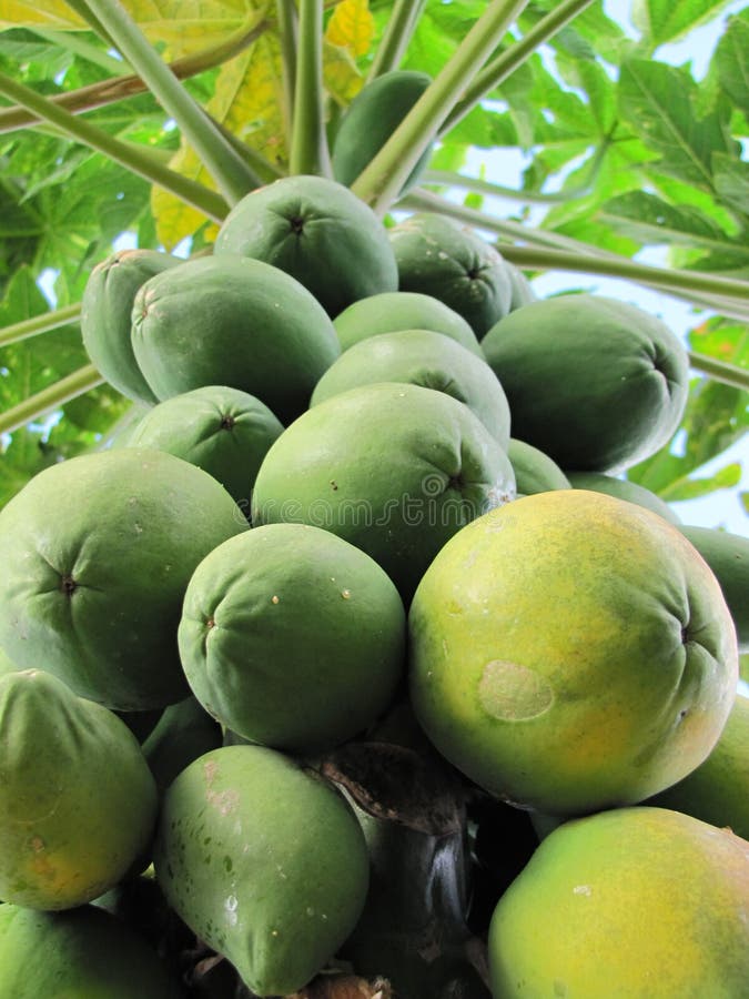 Papayer Dans Le Verger De La Thaïlande Photo stock - Image du jaune ...