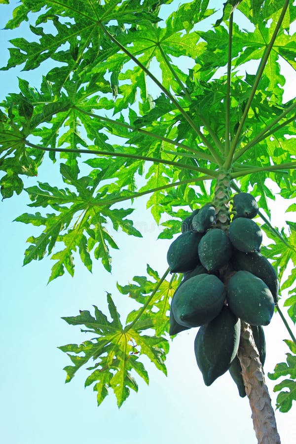 Papayer image stock. Image du tropiques, fruit, arbre - 1533049