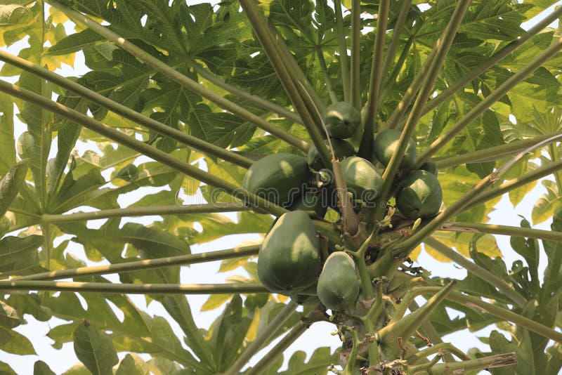 Papayer photo stock. Image du croûte, normal, papaye, arbre - 2709106