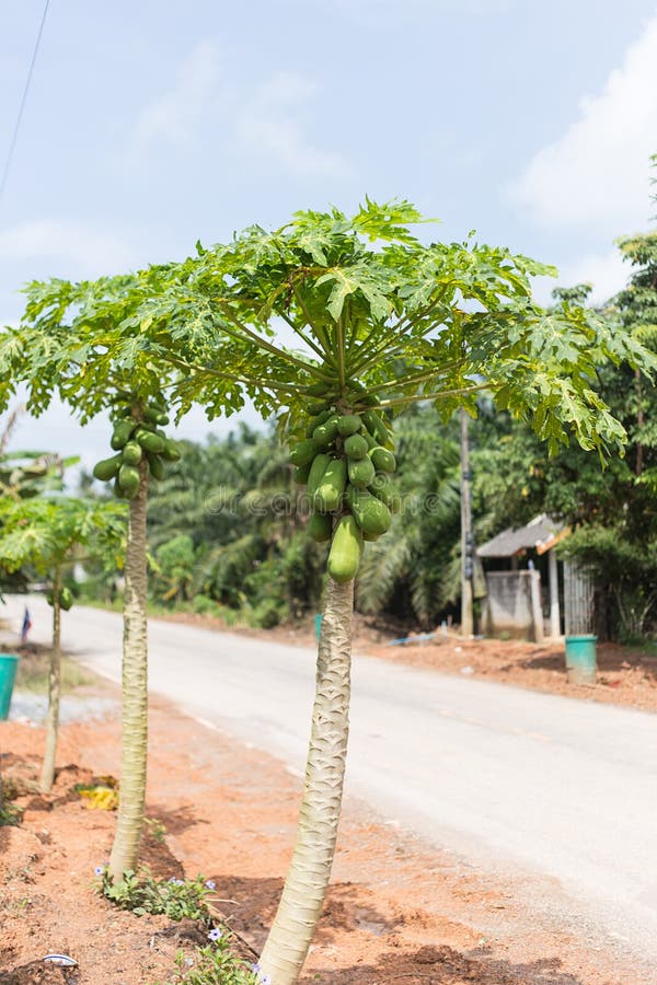 Feuille D'arbre Fruitier De Papaye Tropicale Photo stock - Image du ...
