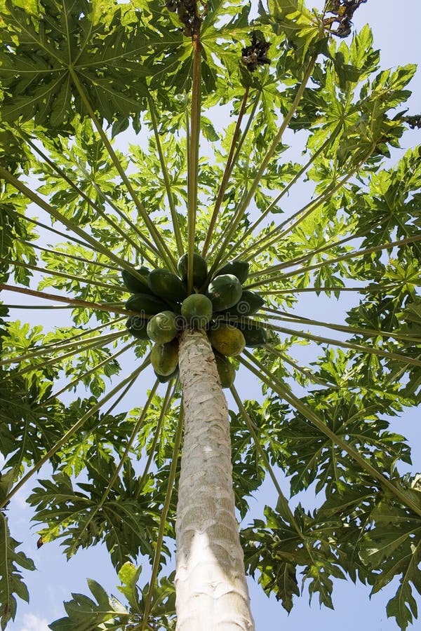Papaye sur l'arbre image stock. Image du fruité, horizontal - 57289577