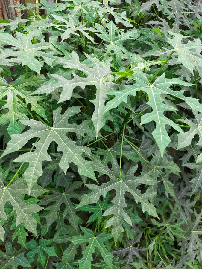 Papayya Stock Photos - Free & Royalty-Free Stock Photos from Dreamstime