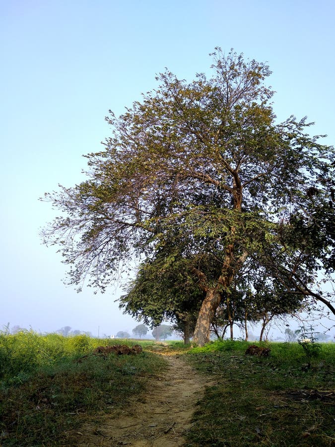 Papdi Tree is a Wonderful Photo in India Stock Image - Image of ...