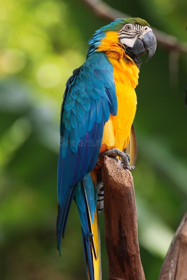 Papegaai stock afbeelding. Image of vleugels, dieren - 12633075