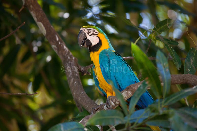 Papegaai stock afbeelding. Afbeelding bestaande uit dieren - 18686837