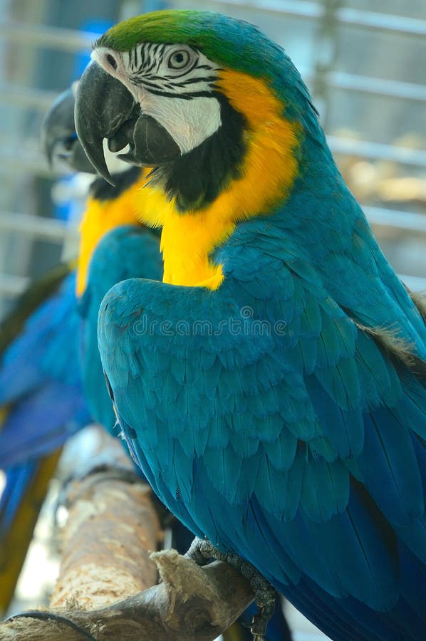 Kleurrijke Papegaai in Een Kooi Stock Afbeelding - Image of beperking ...
