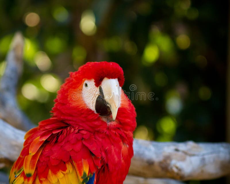 Papegaai stock foto. Image of wild, papegaai, vleugels - 15790154