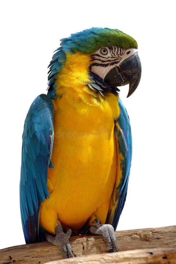 Het Profiel Van De Papegaai Stock Afbeelding - Image of wild, huisdier ...