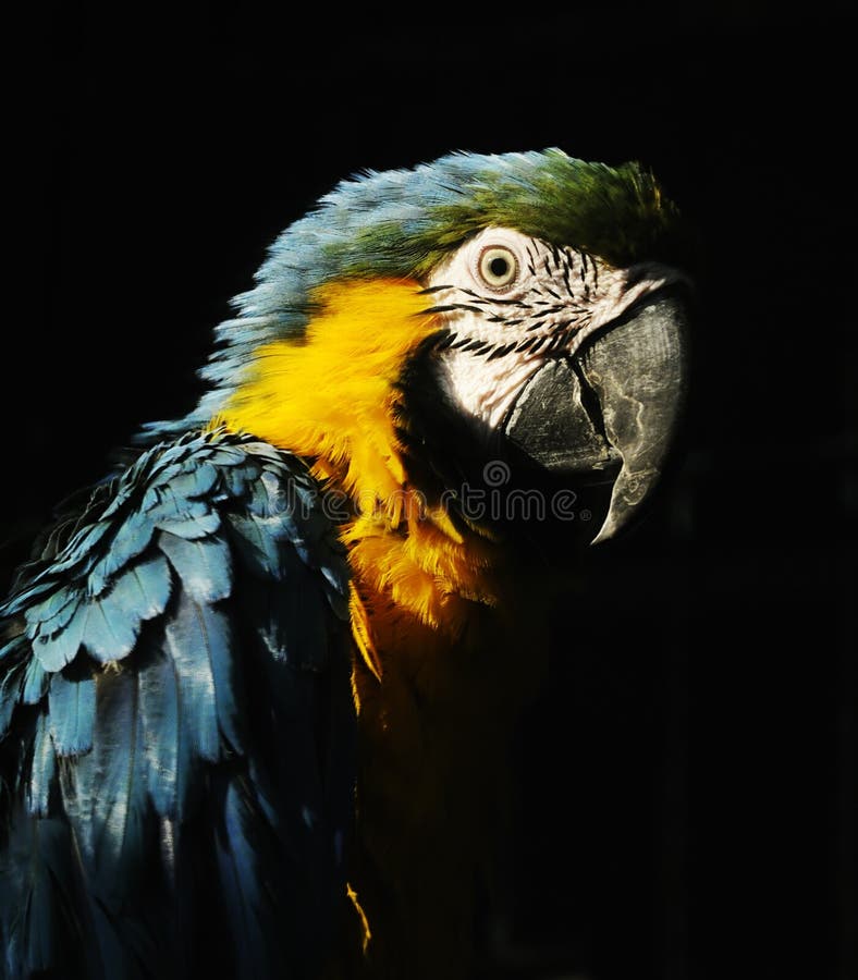 Papegaai stock foto. Image of kleur, rood, lang, behang - 4138354