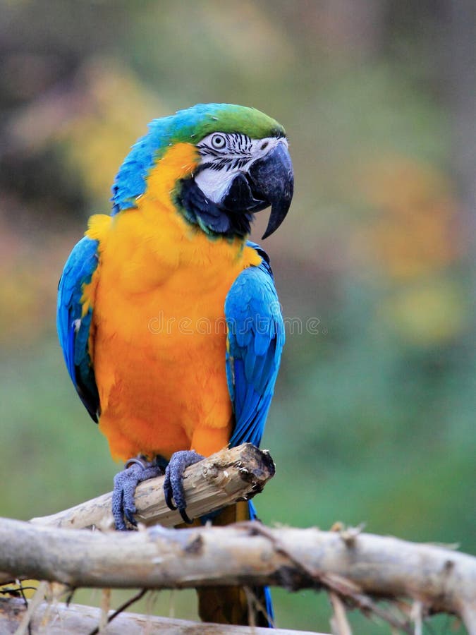 Papegaai stock afbeelding. Afbeelding bestaande uit papegaai - 113899191