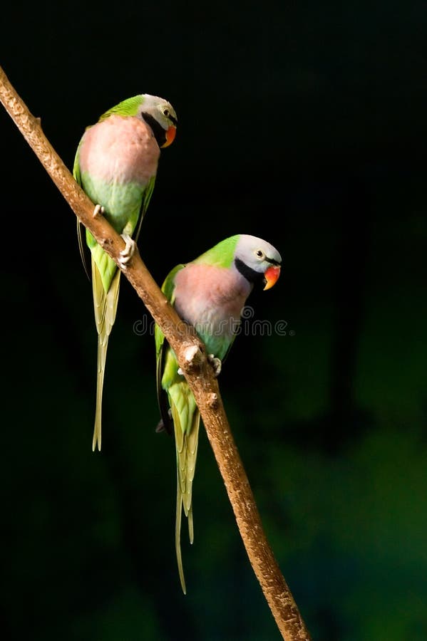 Braziliaanse papegaai stock foto. Image of ogen, amazonië - 2319538