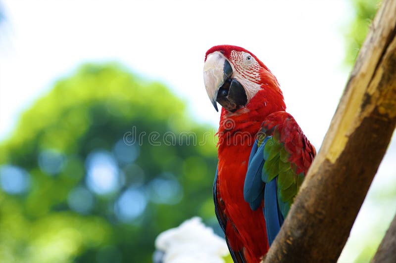 Papegaai stock foto. Image of oost, zitting, aziatisch - 8133162