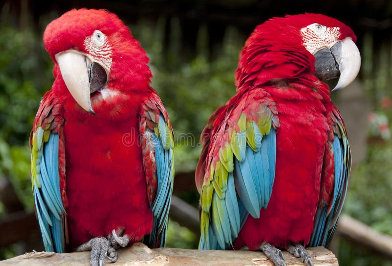 Papegaai of Ara stock foto. Image of tropisch, rood, binnenlands - 17233360
