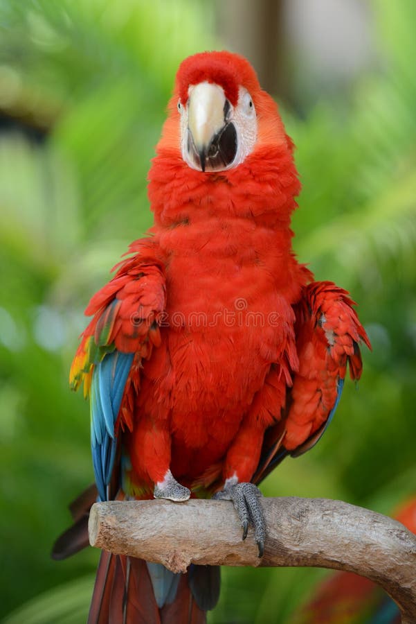 Papegaai - Rode Blauwe Ara stock foto. Image of everglade - 26447224