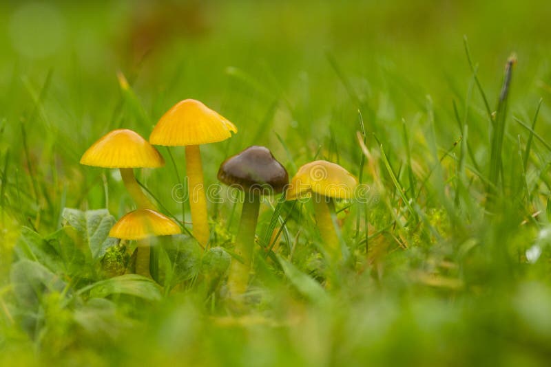 Parrot Toadstool Stock Photos - Free & Royalty-Free Stock Photos from ...