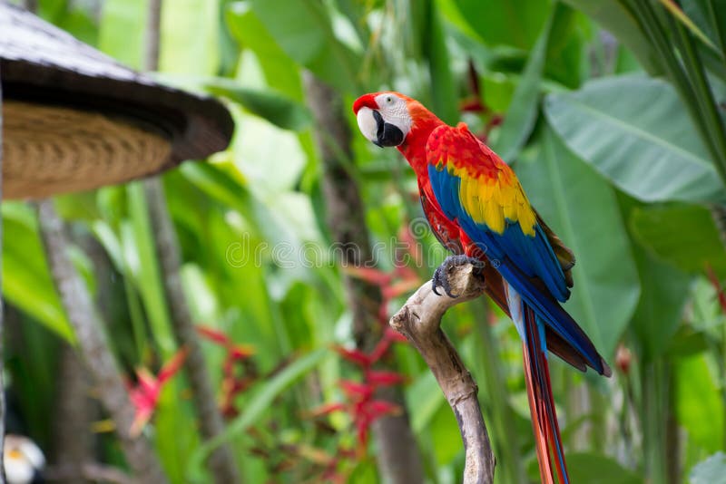 Ara Ambigua, Green Parrot Great-Green Macaw on Tree. Wild Rare Bird in ...