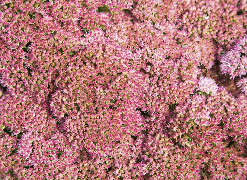 Papel De Parede Cor-de-rosa Da Flor Do Sedum Do Stonecrop Imagem de ...