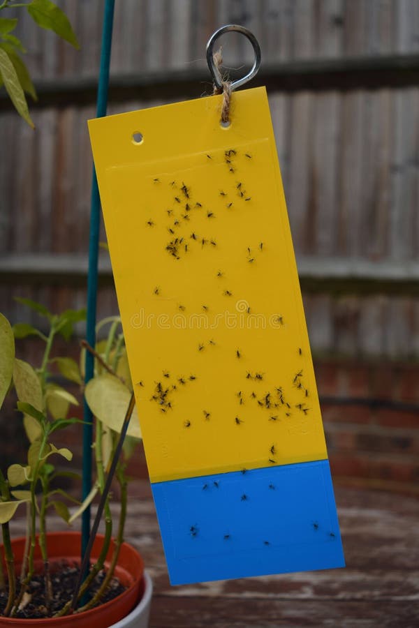 Papel Matamoscas Con Las Moscas Muertas Imagen de archivo - Imagen de ...