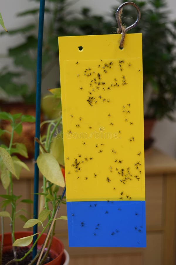 Papel Matamoscas Con Las Moscas Muertas Imagen de archivo - Imagen de ...