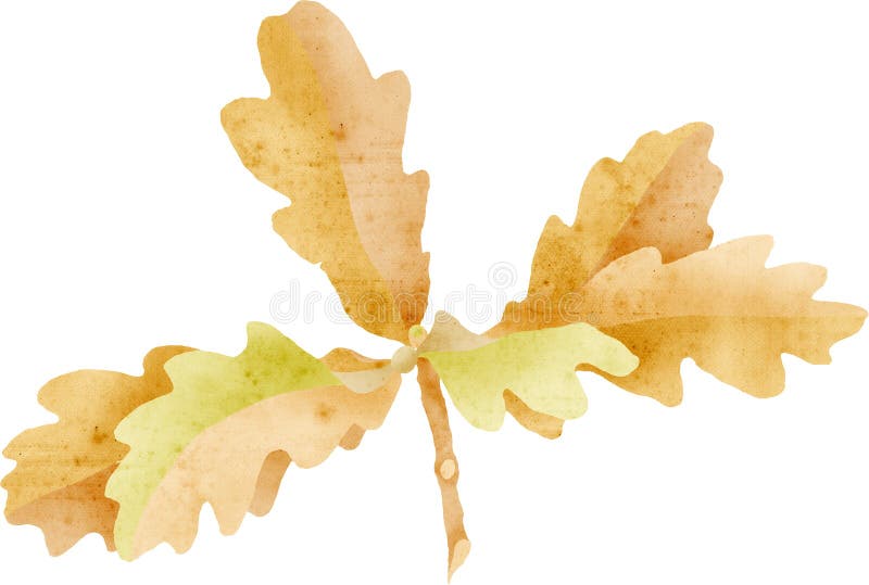 Oak Leaf Cluster Stock Illustrations – 370 Oak Leaf Cluster Stock ...