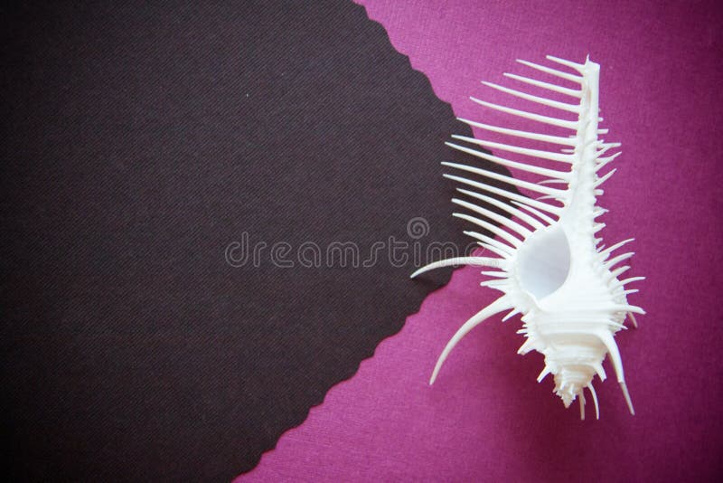 Paper Background with Shell Stock Image - Image of color, gold: 74071449