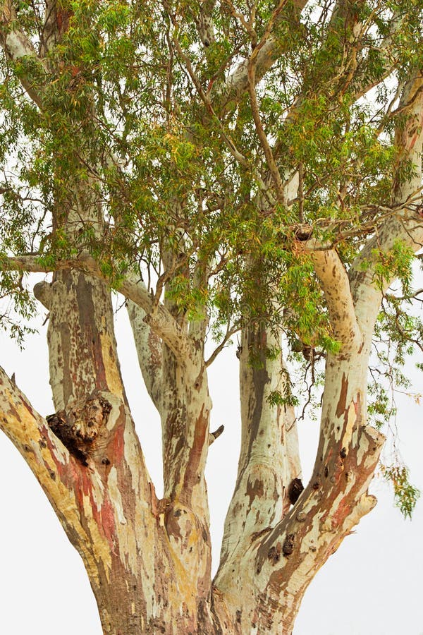 Australian Gum Tree stock photo. Image of fresh, eucalypt - 16979432