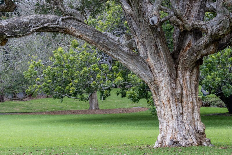 Paper bark tree stock image. Image of park, bark, green - 254803593