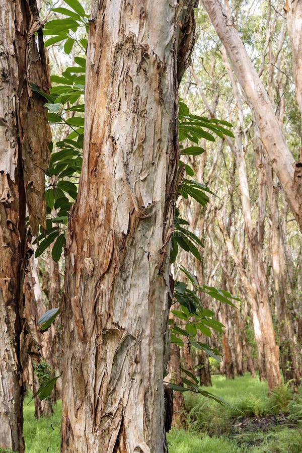 Paper Bark Tree Texture, Melaluca Stock Photo - Image of golded ...