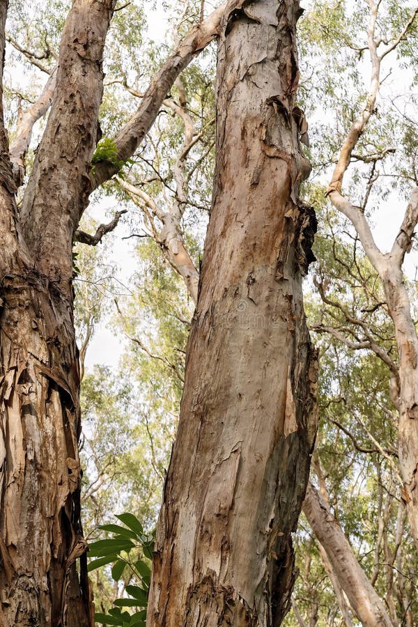 Paper Bark Tree Texture, Melaluca Stock Photo - Image of golded ...