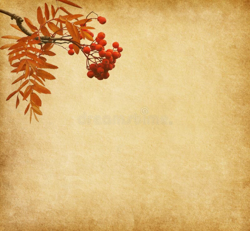 Paper with the Berries of a Rowan Tree. Stock Image - Image of border ...