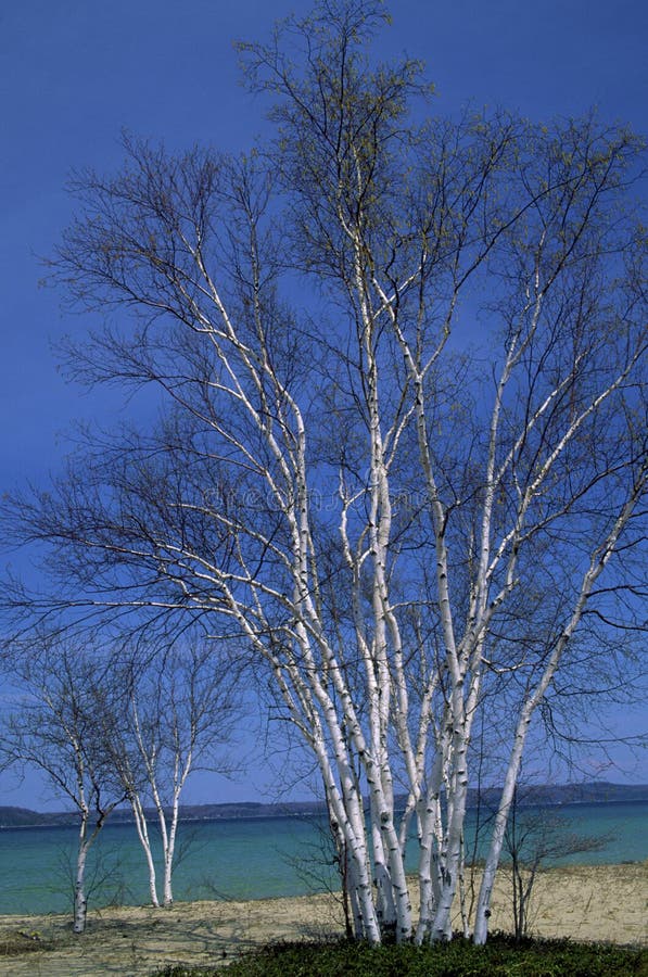 Paper Birch Trees 37431 stock photo. Image of vertical - 197734736