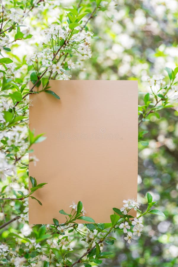 Paper Blank between Cherry Branches in Blossom Stock Photo - Image of ...