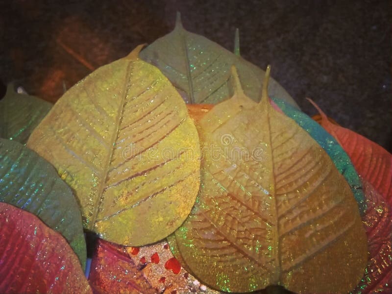 Paper bo leaves stock image. Image of leaf, beautiful - 95288085