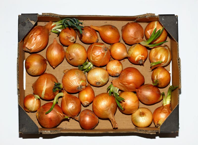 Paper Box with Onions on White Background, Flat Lay. Stock Image ...