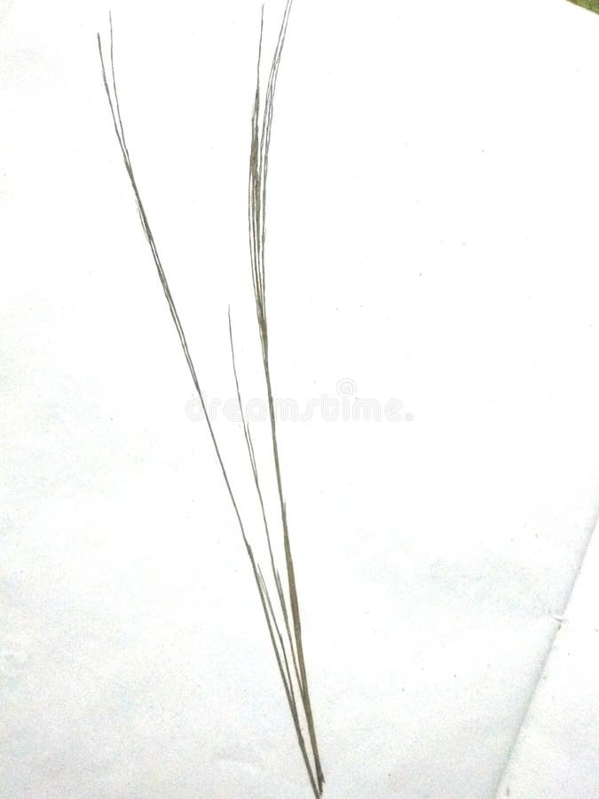 Paper Broom Stick Beautiful Photo Stock Photo - Image of paper, stick ...