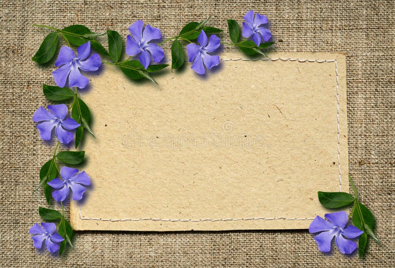 Periwinkle Flowers Line In A Corner Stock Image - Image of ...