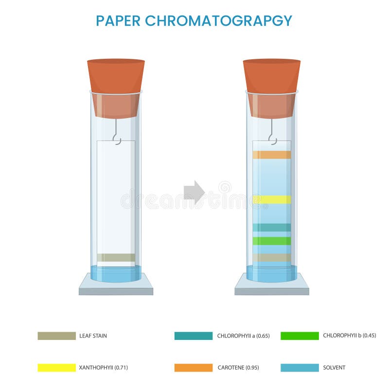Paper Chromatography, Separates Components Based on Differential ...