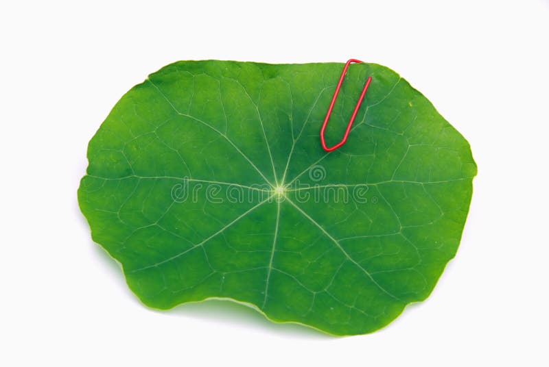 Paper clip 03 stock image. Image of leaf, nature, white - 5544801