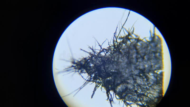 Paper under the microscope stock image. Image of ecology - 82015469