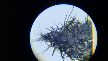 142 Paper Under Microscope Stock Photos - Free & Royalty-Free Stock ...