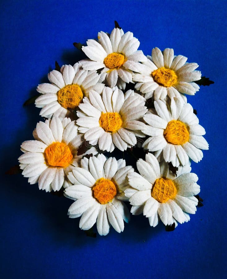 Paper Daisies stock image. Image of handmade, daisy, flowers - 61849129