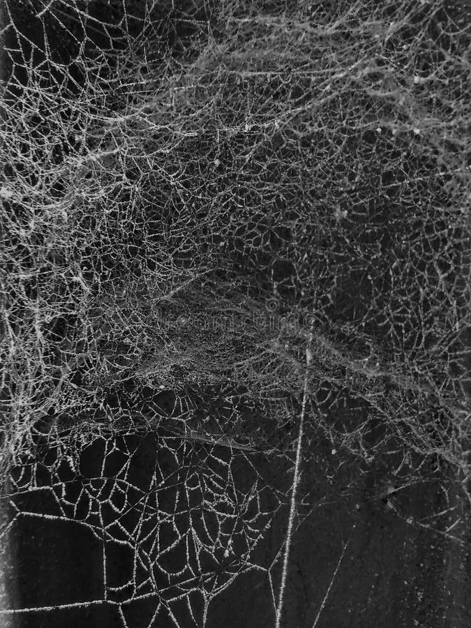 Paper Dust is Trapped in the Cobwebs, Making the Cobweb Threads Clearly ...