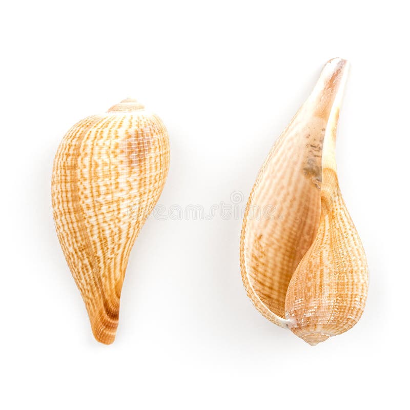 Shell of Tun Snail (Tonna Galea) Isolated Stock Image - Image of ...